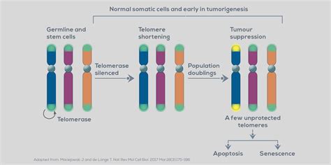 Telomere Structure And Functions Bioscience Foudation