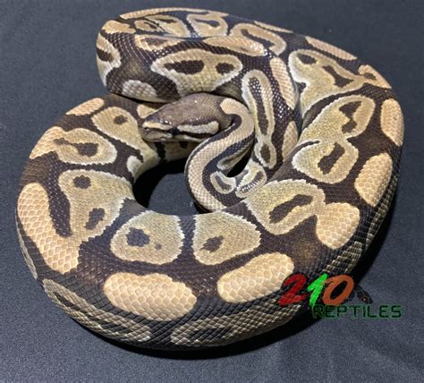 210 Hypo Ball Python Traits Morphpedia