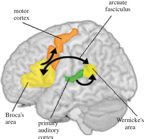 figure 1 from fronto temporal brain systems supporting spoken language comprehension semantic