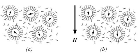 Colloidal Dispersion Of Permanently Magnetized Particles Ferrofluid
