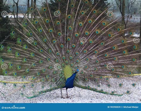 Peackock Proud Stock Image Image Of Colours Bird Exotic 90390839