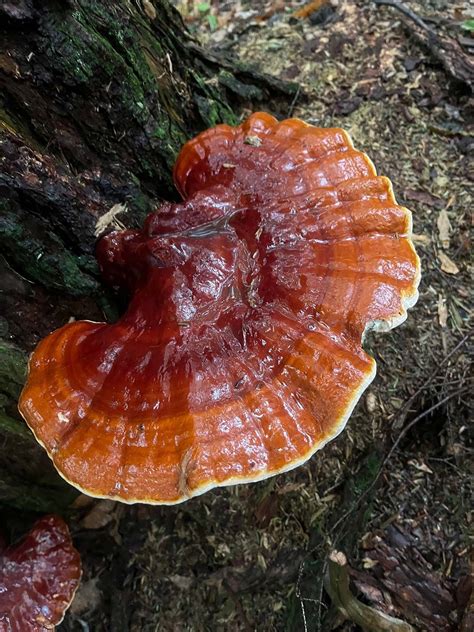 Learn All About The Ganoderma Tsugae Reishi Mushroom By Examining The History Identification