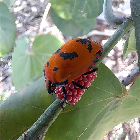 Tectocoris Diophthalmus Hibiscus Harlequin Bug Ausemade