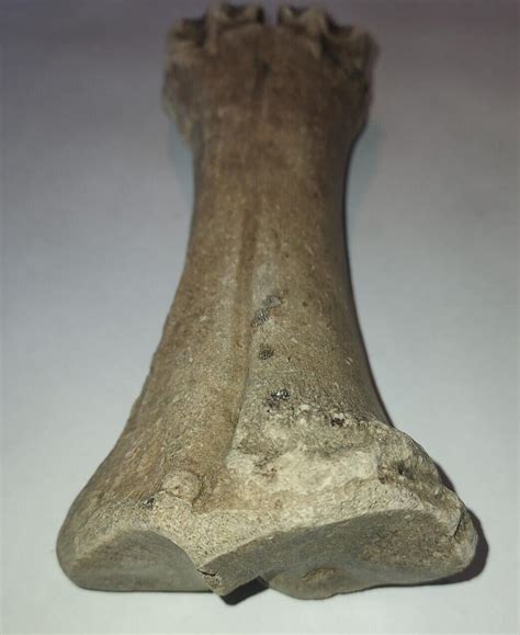 Bison Metacarpal Bone Fossil From Ice Age Pleistocene Era 4711501959