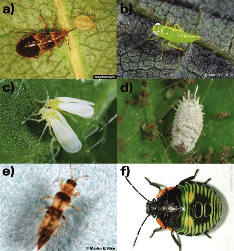 Common Soybean Aphid Look Alikes Including A Minute Pirate Bug Orius