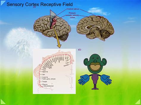 Posterior Association Cortex Ppt