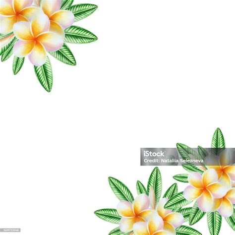 흰색 배경에 분리된 나뭇잎이 있는 플루메리아 꽃의 사실적인 열대 삽화가 있는 수채화 프레임 아름 다운 식물 손으로 그린 프랜지 파니 클립 아트입니다 디자이너 스파 장식 엽서