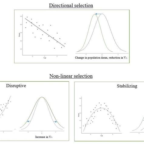 Directional And Non Linear Selection Underlying Linear And Quadratic