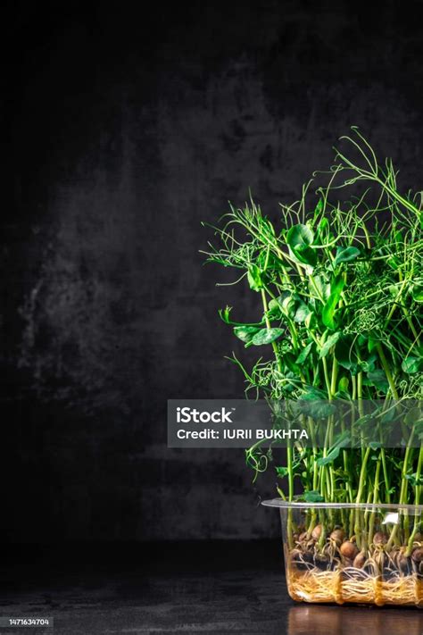 The Microgreen In Plastic Traysdifferent Microgreens On Black Slate
