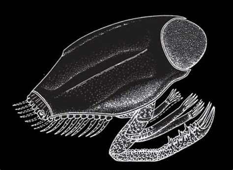 Dollocaris Wikipedia