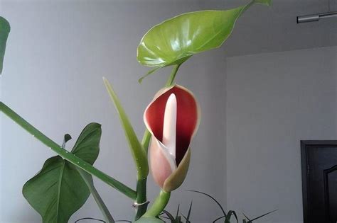 您见过绿萝开花吗？自然生长的绿萝开不了花！但要让它开花也容易 知乎