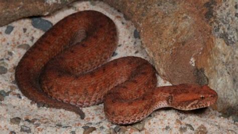 The Berg Adder Bitis Atropos Kruger2canyon
