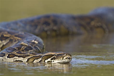 Giraffe Sized Burmese Python Found In The U S — Best Life