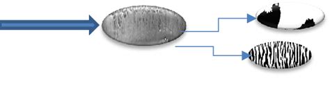 Feature Extraction Stage Download Scientific Diagram