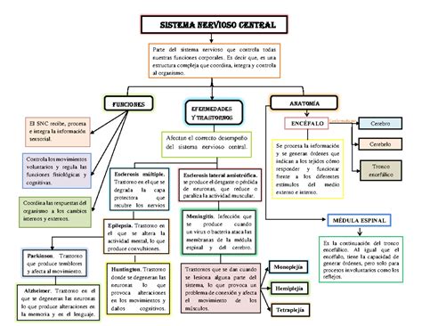 Organizador Gráfico Del Sistema Nervioso Central Sistema Nervioso