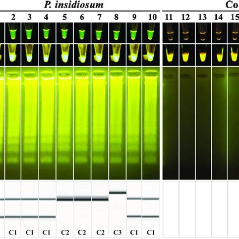 Lamp Primers And Their Annealing Locations A Forward Inner Its Fip Download Scientific