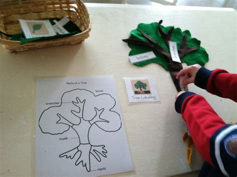 Crazy About Montessori Parts Of A Tree Labeling