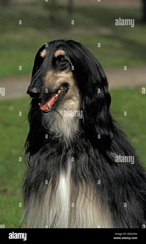 Can A Afghan Hound Live In Afghanistan