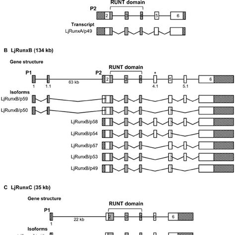 Exon Intron Organization Of Lamprey Lj Runx Genes Schematic Download Scientific Diagram