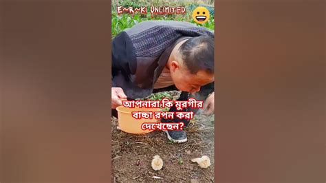 আপনারা কি কখনও মুরগীর বাচ্চা রপন করা দেখেছেন😜😜funny Video Shorts Youtubeshorts Funnyvideo