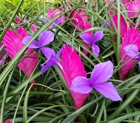 Pink Quill Plant Care Guide Beautiful Images A Garden Diary