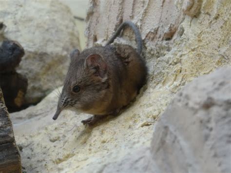 Macroscelides Proboscideus Zoochat