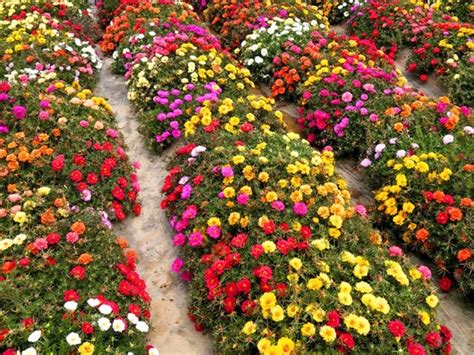 太阳花种植方法和时间是什么 花海建设 长景园林网