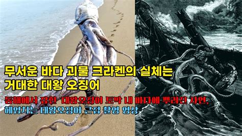 무서운 바다 괴물 크라켄의 실체는 거대한 대왕 오징어 동해에서 잡힌 대왕오징어 토막 내 바다에 뿌려진 사연 헤엄치는 대왕오징어 실제 모습 Youtube