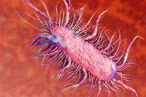 Escherichia Coli Prijenos Simptomi I Liječenje