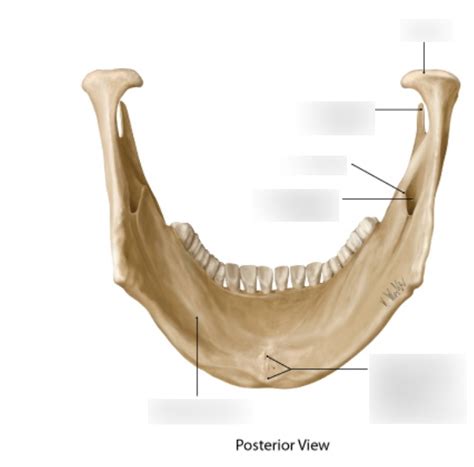 Skeletal Lab Skull Posterior Mandible Diagram Quizlet