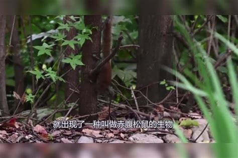 中国泛滥成灾的物种没有天敌政府放大招逮住一只就有高额赏金 政府 物种 赏金
