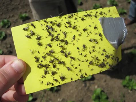 Cabbage Root Maggots How To Identify Control And Prevent Okra In