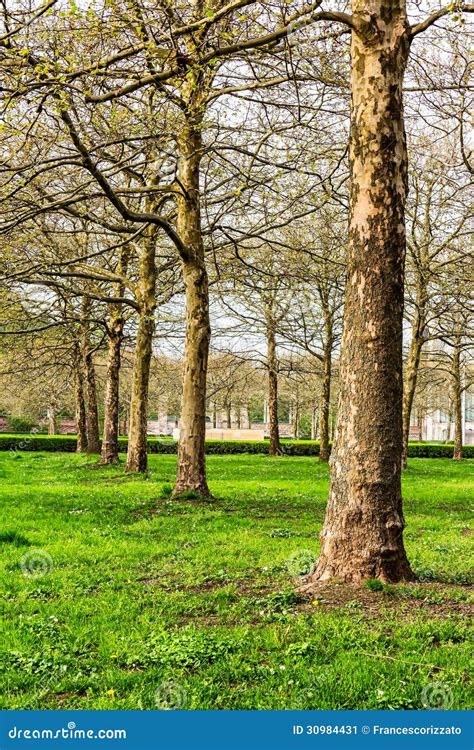 Leafless Trees At The Beginning Of Spring Stock Image Image Of Green