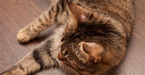 La Teigne Chez Le Chat Comment La Reconnaître Et éviter La Contagion