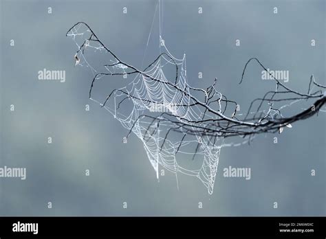 Cobwebs On The Grass And Branches Of Trees The Web Grid Is Illuminated