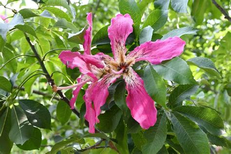 Pink Silk Floss Tree For Sale Buying Growing Guide Trees Com