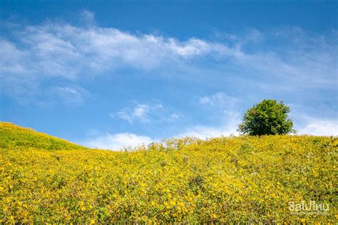 เริ่มแล้วเทศกาลชมดอกบัวตองบานที่ใหญ่ที่สุดในเมืองไทย ที่ดอยแม่อูคอ แม่ฮ่องสอน