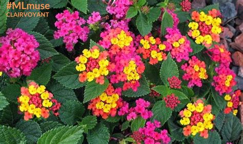 Naive Bayes Classifiers Supervised Learning Algorithms Clairvoyant Blog