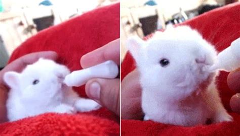 이건 너무 귀엽잖아ㅠ귀염뽀짝씹덕 터지는 솜뭉치 아기 토끼의 우유 먹방