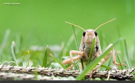 Locust Hd Wallpaper Android Wallpaper Wallpaper Live Wallpapers