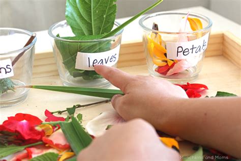 Sorting Parts Of A Flower Munchkins And Moms