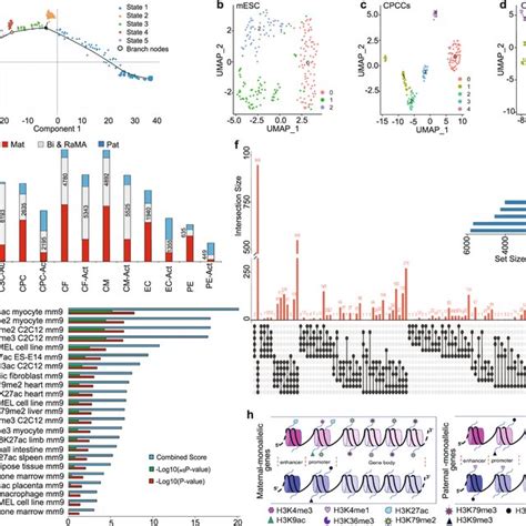 Allele Expression In Cardiac Cell Types And Allele Specific