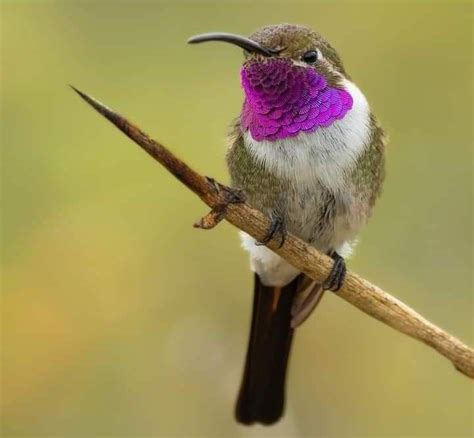 Pin De Patricia Meyer En Colibr Es En Picaflores Pajaros Aves