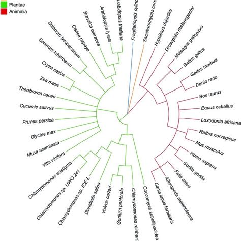 Taxonomic Tree Of 40 Eukaryotic Species In Four Highlighted Categories