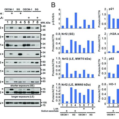 Effects Of Sodium Ascorbate And L Ascorbic Acid On The Oxidative Stress Download Scientific