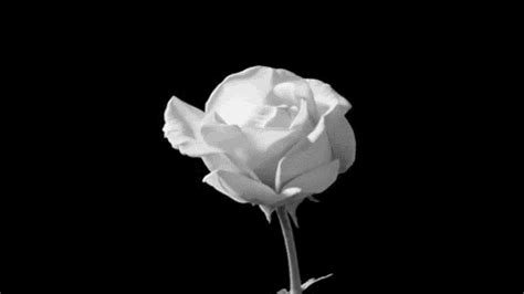 Elegant Black And White Rose Photography Symbol Of Purity And