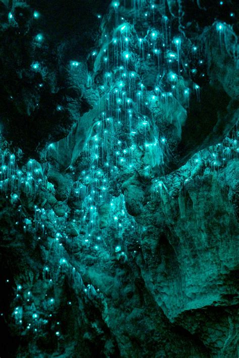 Glow Worms Set Their Traps On The Roof Of A New Zealand Cave [1667 X 2500] [oc] R Exposureporn