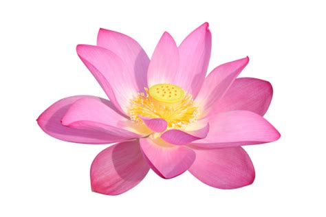 바하이 아이리스입니다 흰색 바탕에 그림자와 연꽃과에 대한 스톡 사진 및 기타 이미지 연꽃과 연꽃 꽃 한송이 Istock