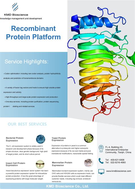 Yeast Protein Expression Service Kmd Bioscience Provides Professional Nanobody Discovery