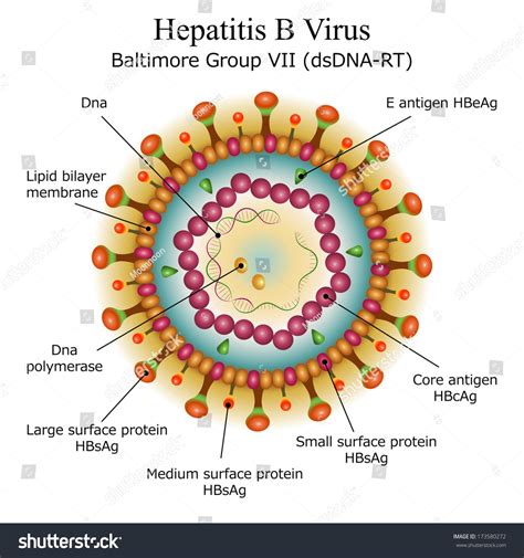Diagram Hepatitis B Virus Particle Structure Stock Vector Royalty Free 173580272 Shutterstock